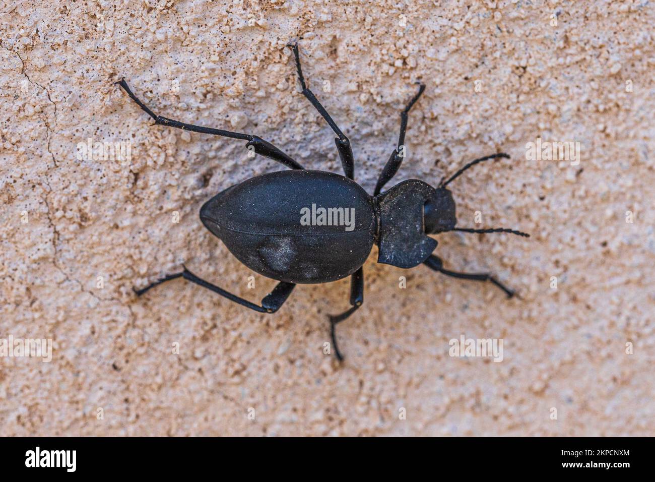 Cucujiform beetle hi-res stock photography and images - Alamy