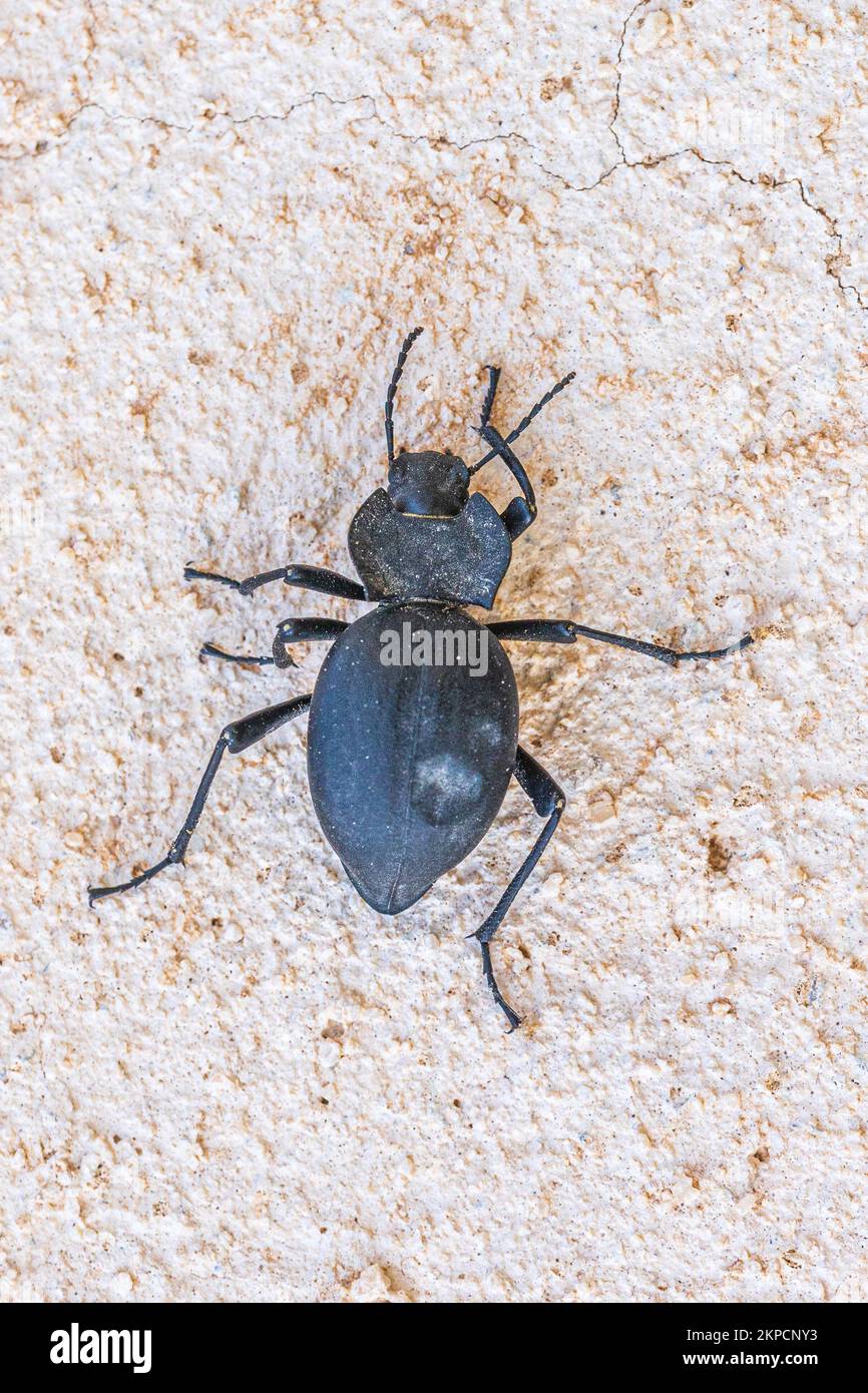 Cucujiform beetles hi-res stock photography and images - Alamy