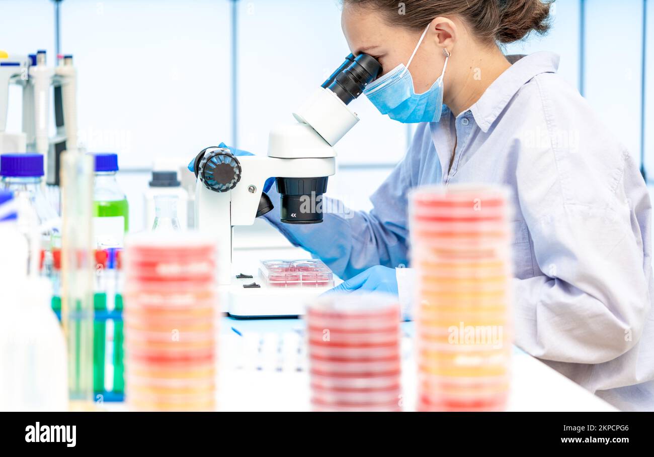 stacks of petri dishes in a microbiology laboratory a young woman ...
