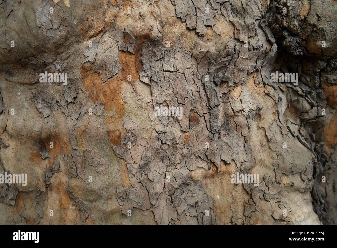 Texture of nodules hi-res stock photography and images - Alamy