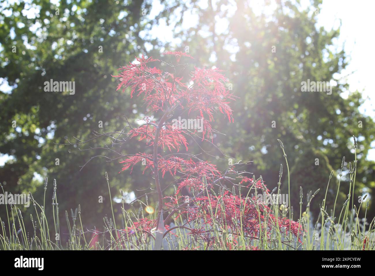 Sunlight leaking through the trees and the little red bush Stock Photo ...