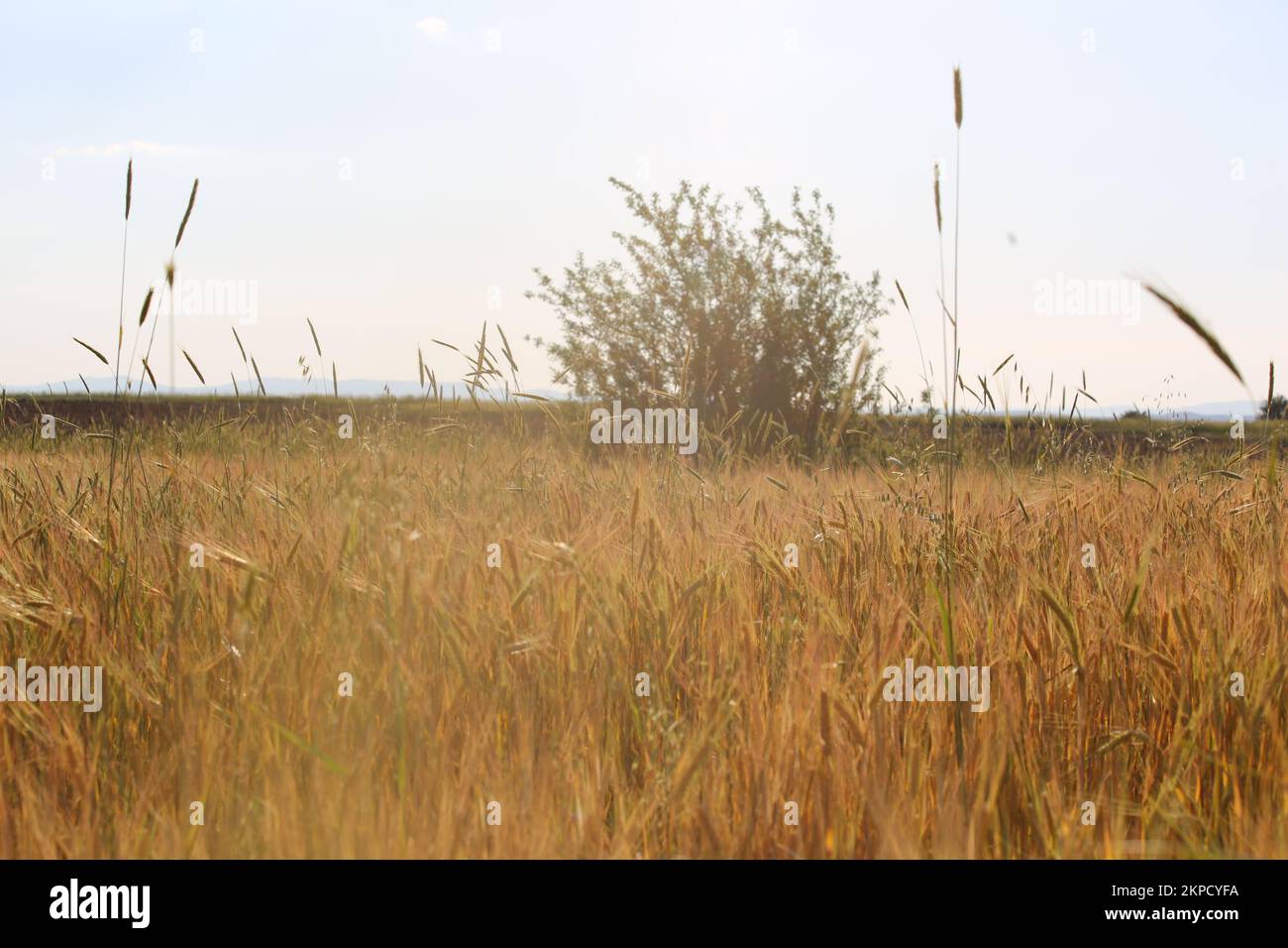 Sunlight wheat hi-res stock photography and images - Alamy