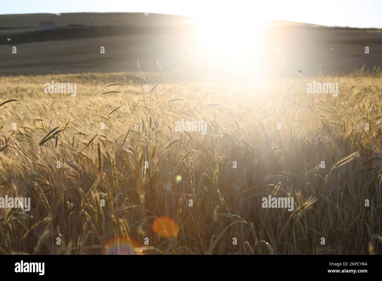 The setting sun rays hit the wheat field Stock Photo - Alamy