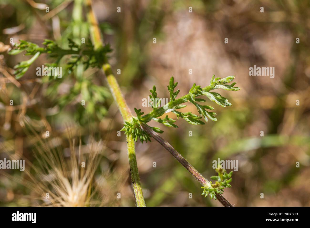 Anacyclus clavatus, White Buttons Plant Leaf Stock Photo - Alamy