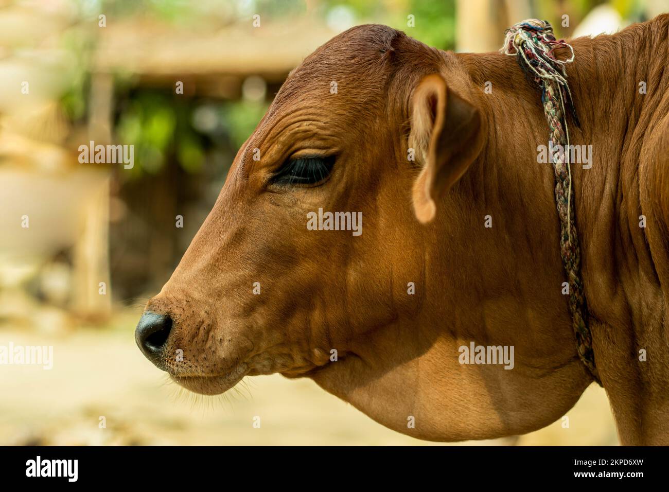 A golden color cow is a large female animal that is kept on farms for ...