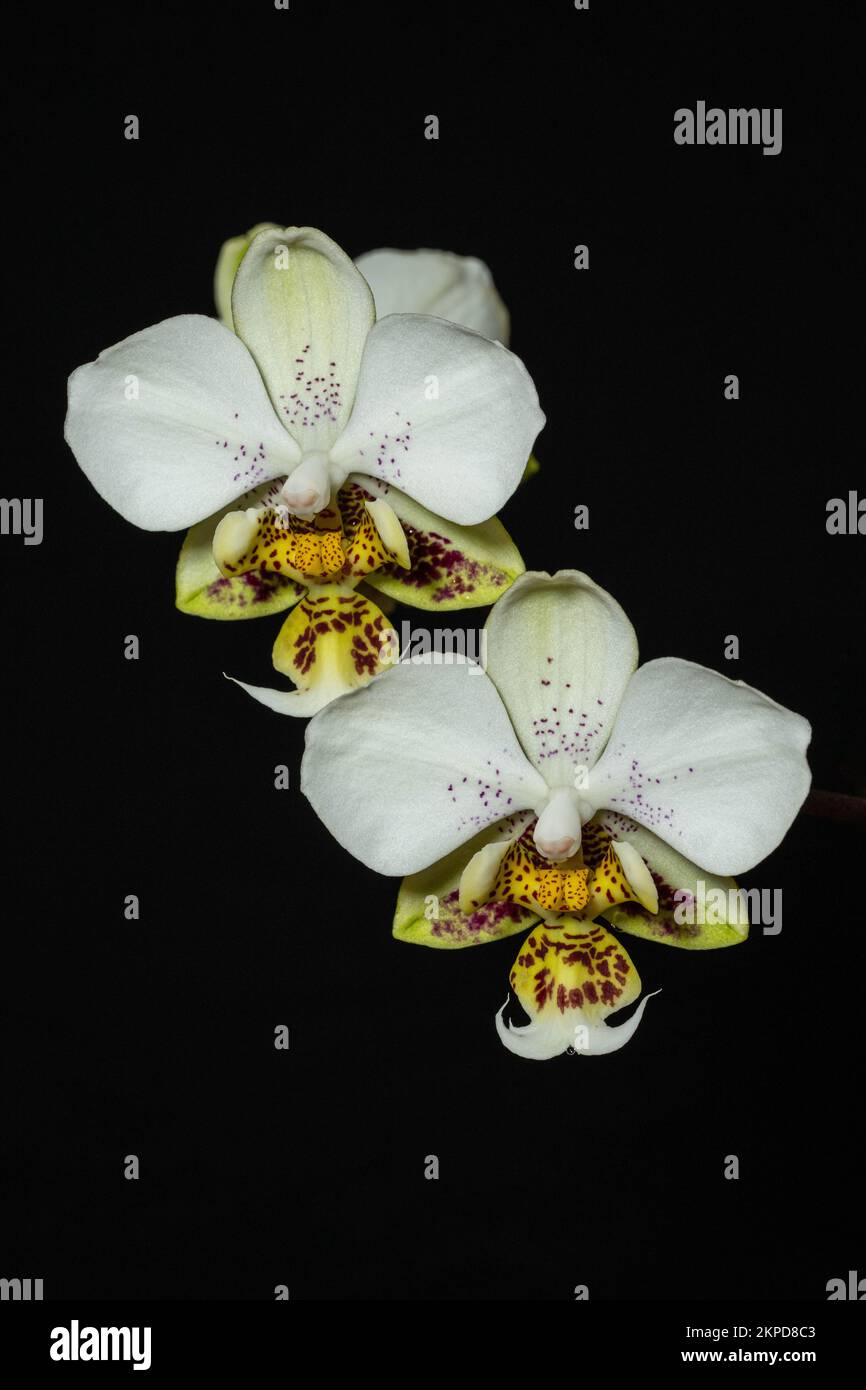 Phalaenopsis stuartiana from the Philippines Stock Photo - Alamy