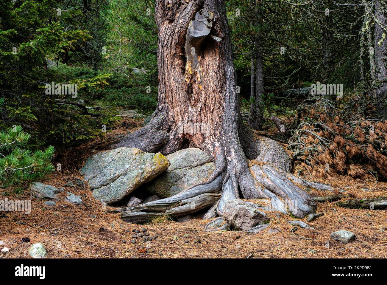 A trunk of a tree with deep roots around rocks in the forest Stock ...