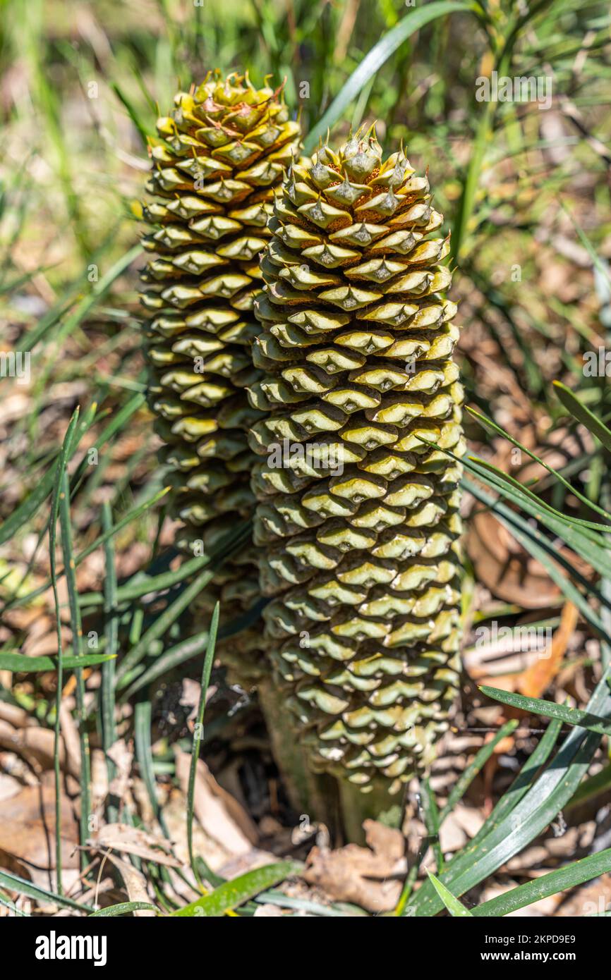 Male cones of Macrozamia cycad in NSW Australia (Macrozamia plurinervia ...
