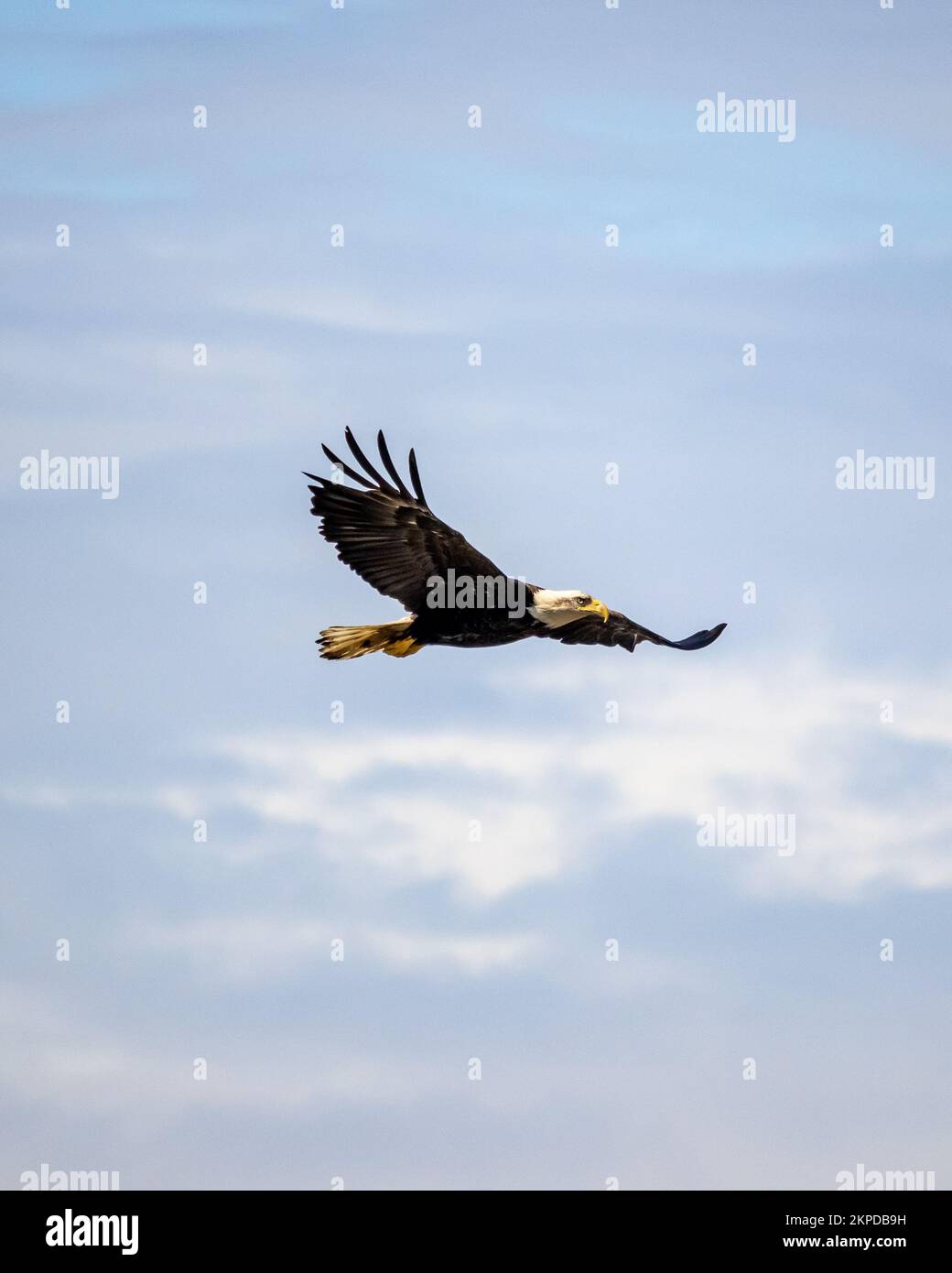 A vertical closeup of a flying bald eagle Stock Photo - Alamy