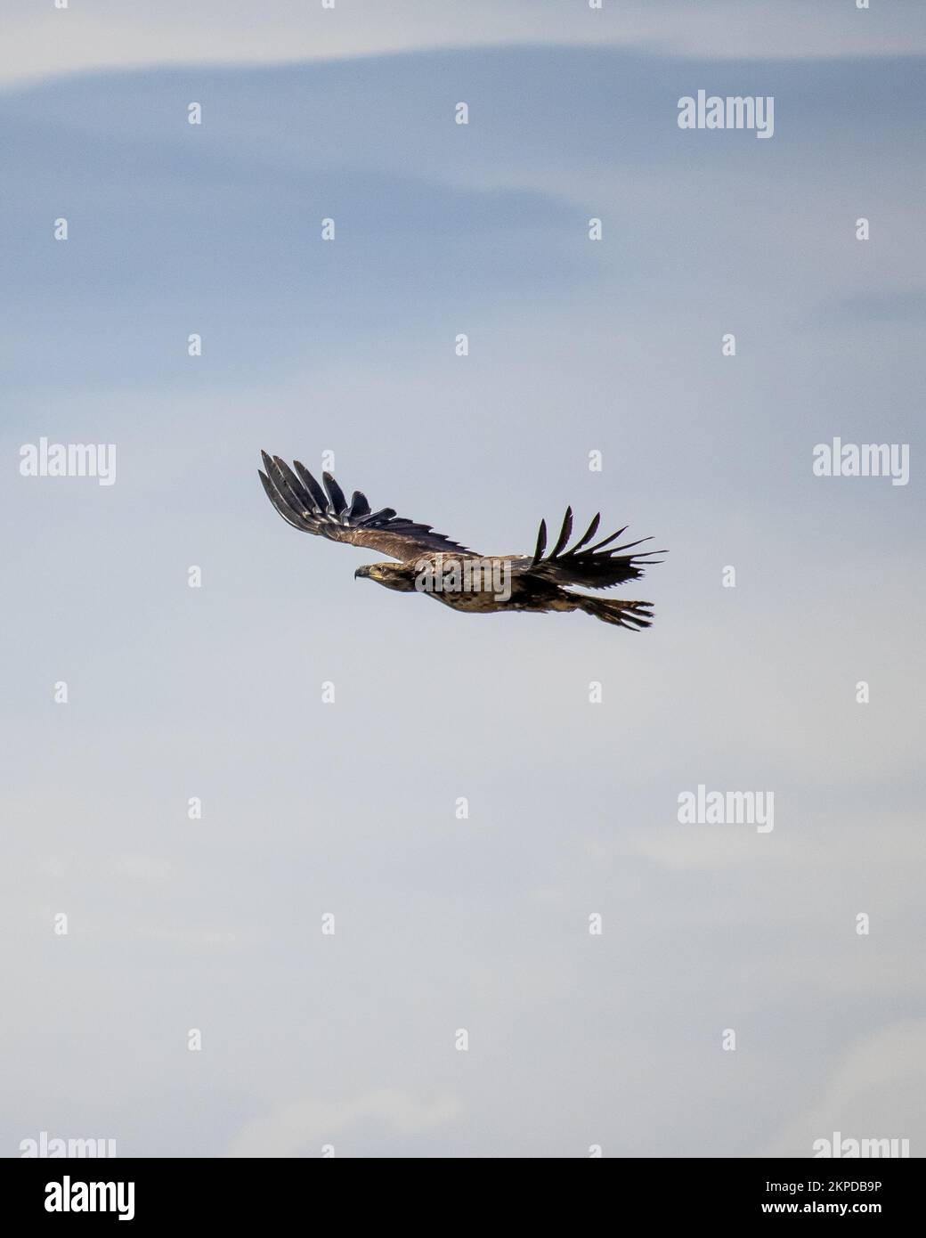 A vertical closeup of a flying hawk Stock Photo - Alamy