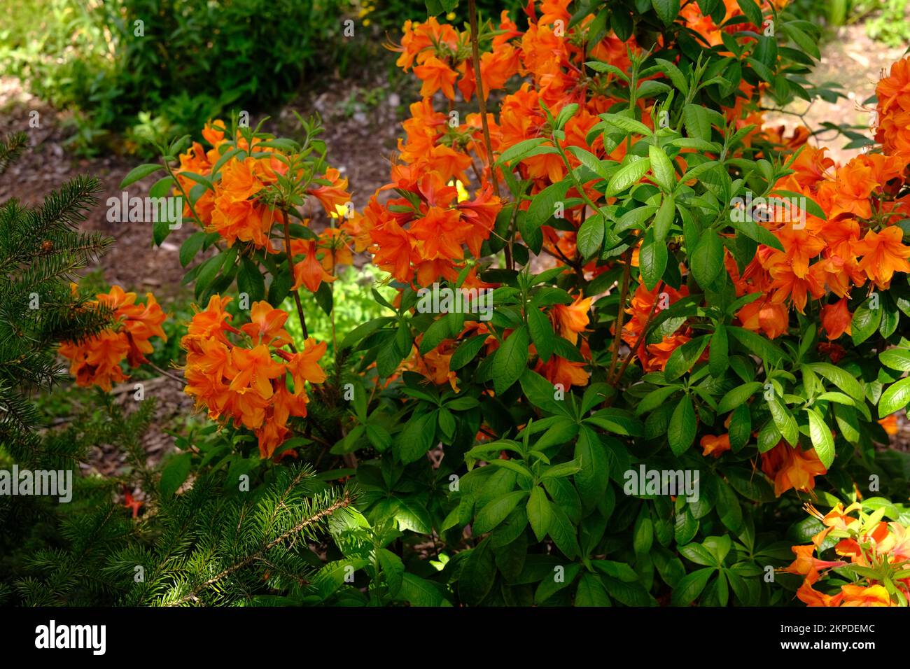 Florists pride hi-res stock photography and images - Alamy