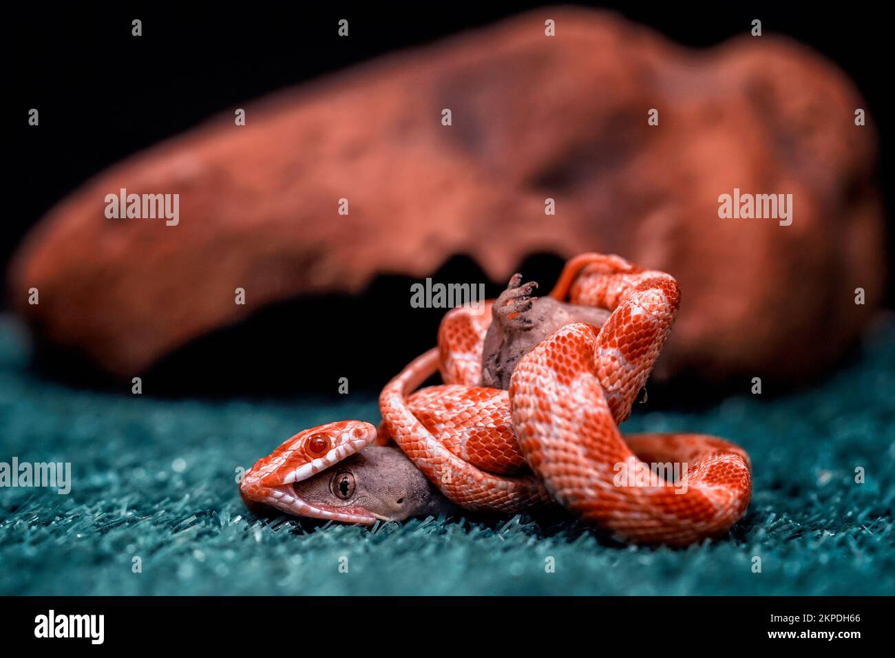 Corn snake eating lizard hi-res stock photography and images - Alamy