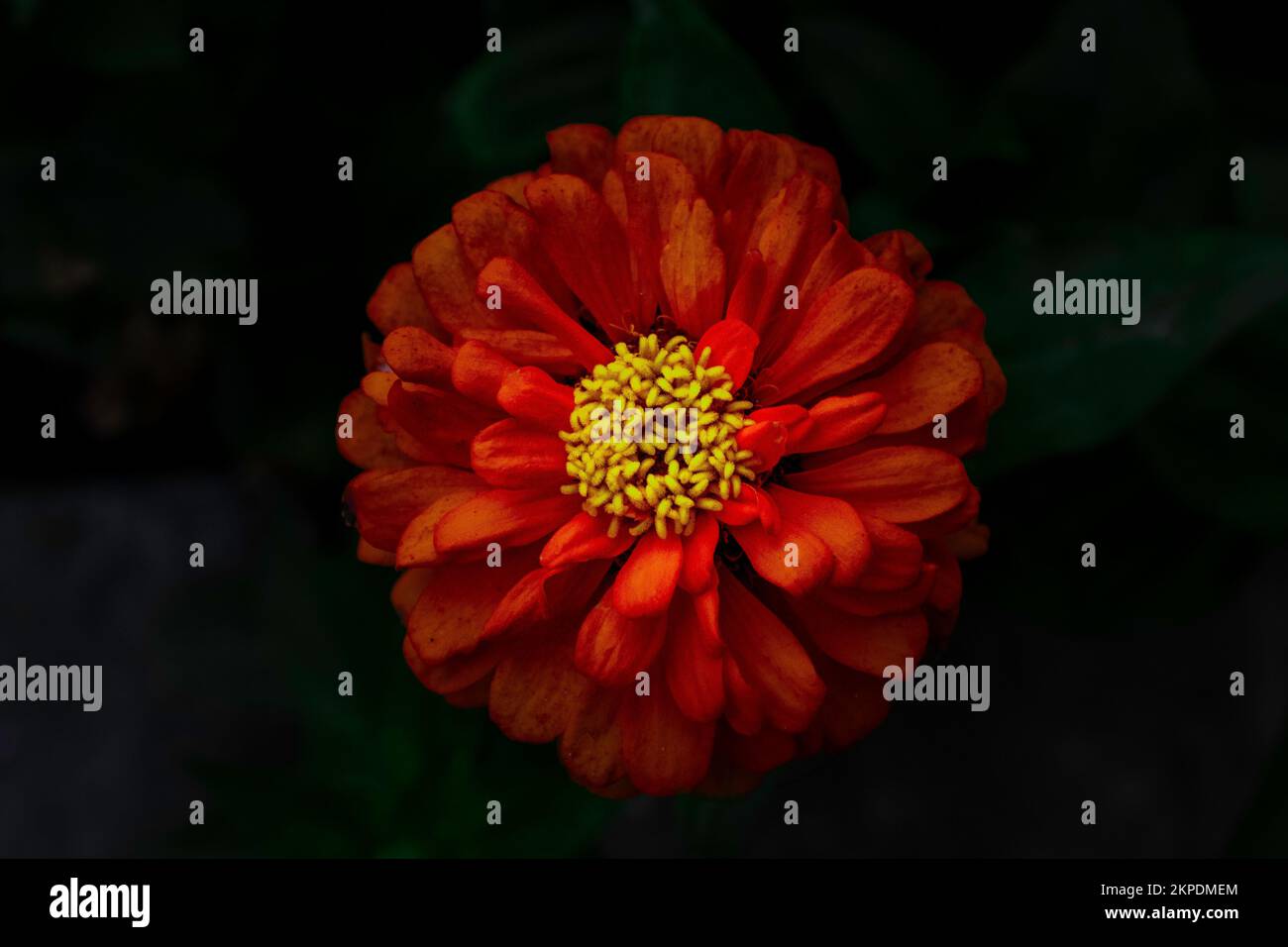 A top view of a red beautiful flower isolated on black background Stock ...