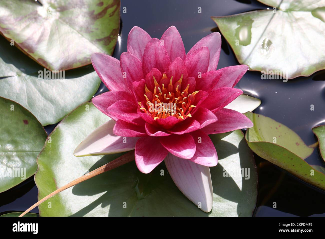 A beautiful water lily flower hovering over the water Stock Photo - Alamy