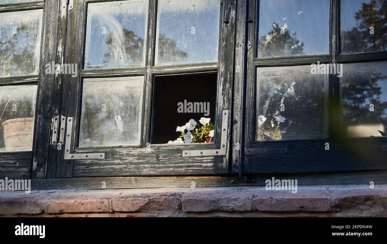 Greenhouse window through which some white flowers illuminated by the ...