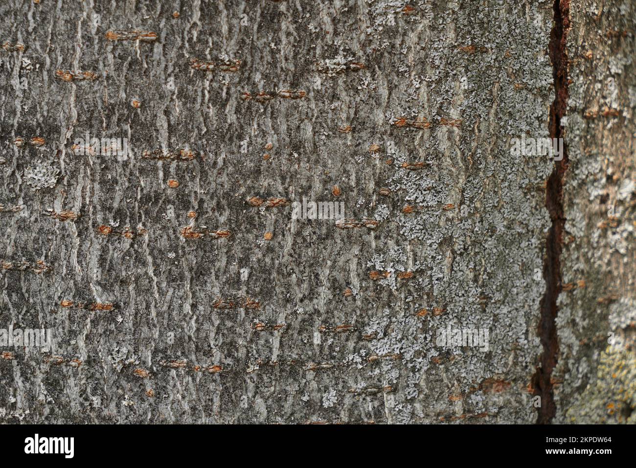 A thick tree trunk texture background Stock Photo - Alamy