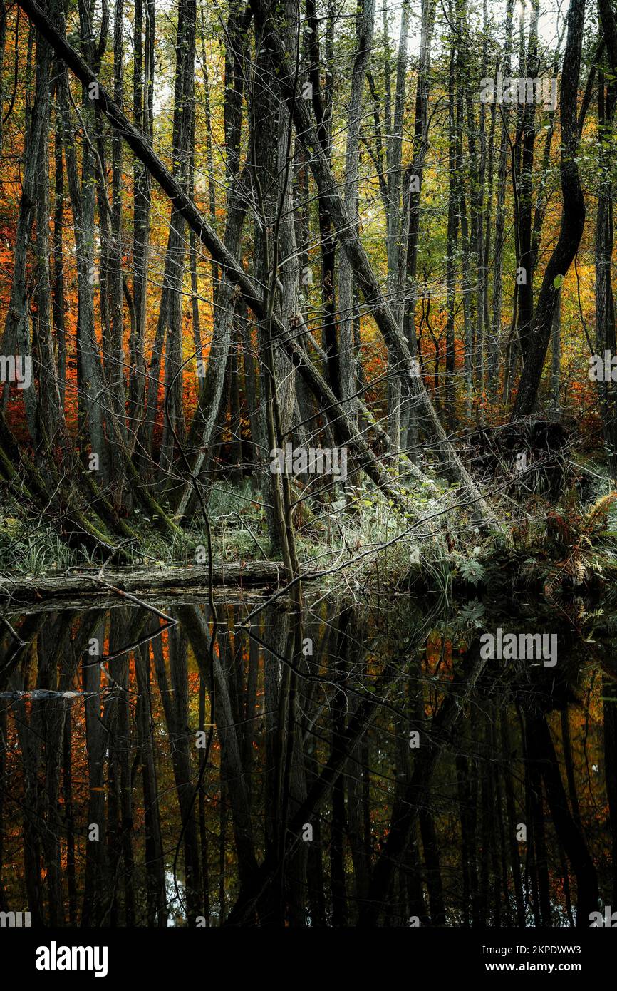 swamp land in Brandenburg Germany Stock Photo - Alamy