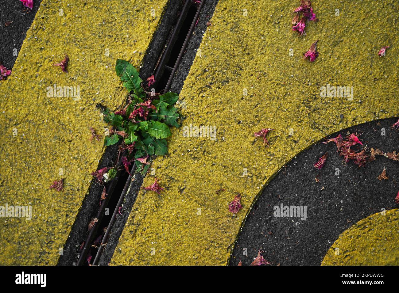 A top view of a small plant overgrown between a ground grack with ...