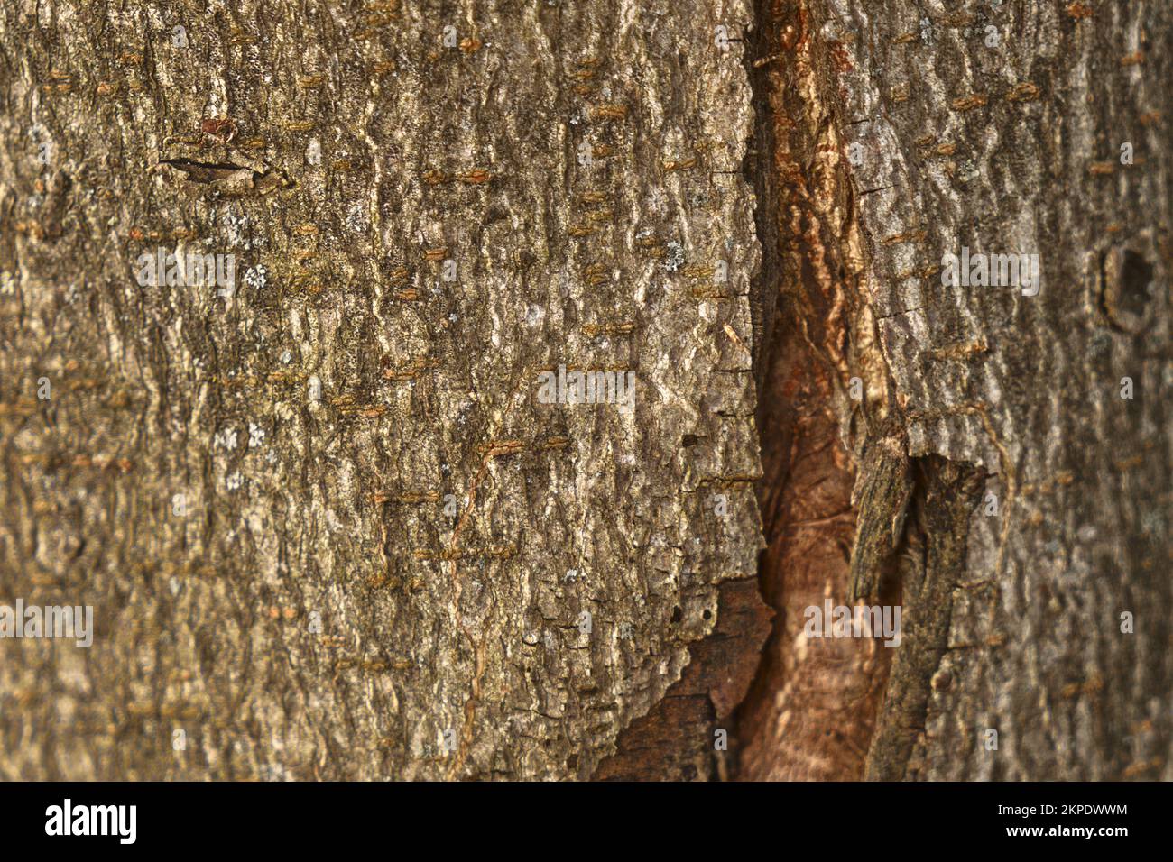 A thick tree trunk texture background Stock Photo - Alamy