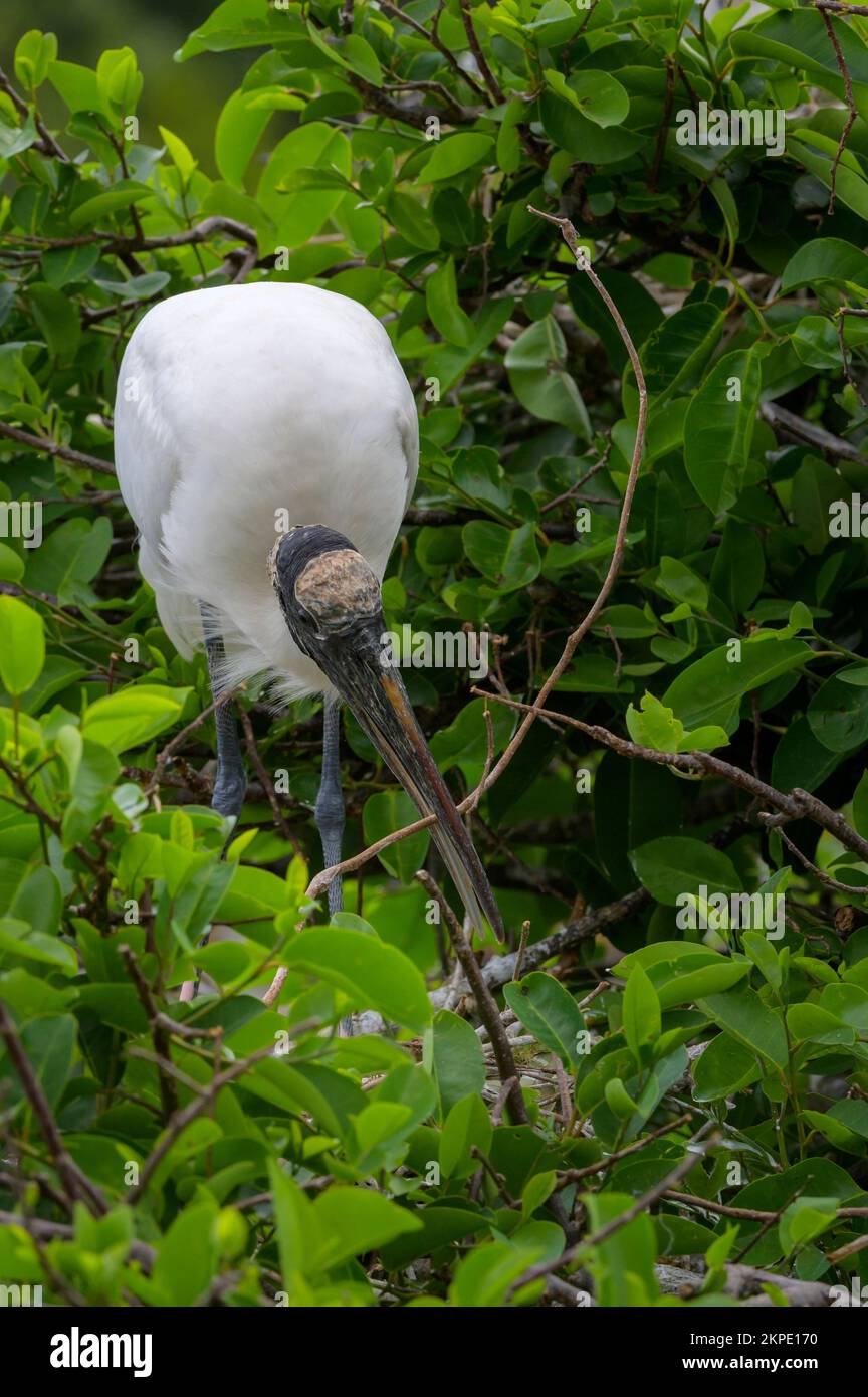 Wood Stork (Mycteria americana) building on the nest in tree ...