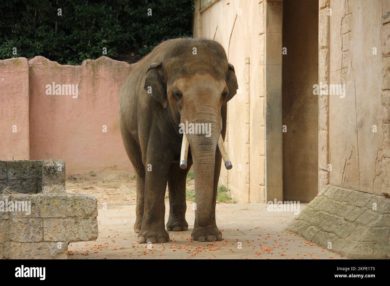 A elephant in a clean zoo enclosure Stock Photo - Alamy