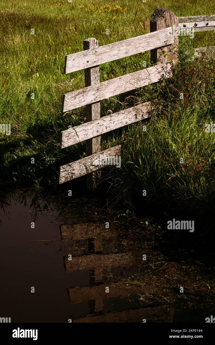 Wooden fence in dairy farmland in dutch countryside, Netherlands Stock ...