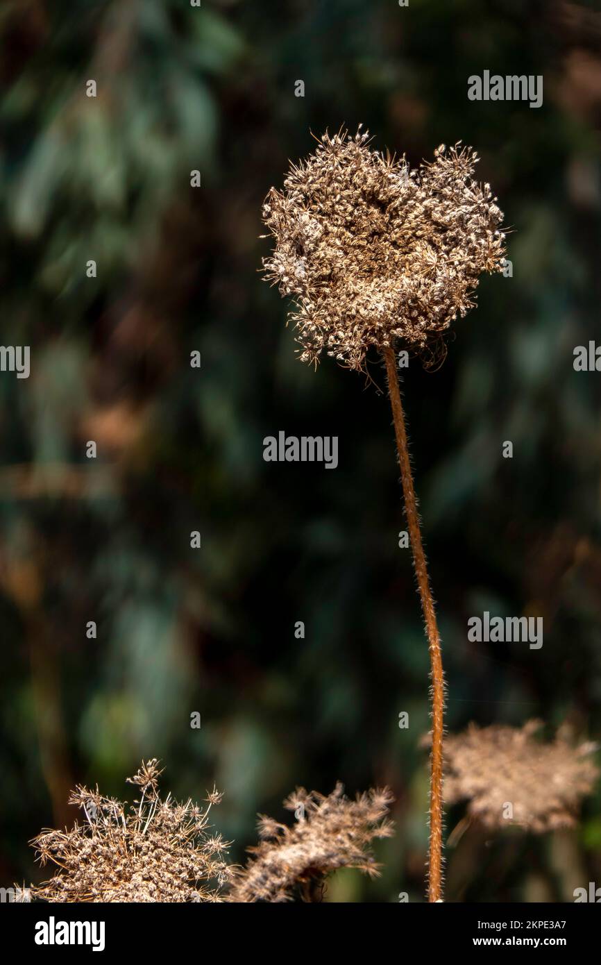 Seasonal dry flowers and grass close-up on a blurred background ...