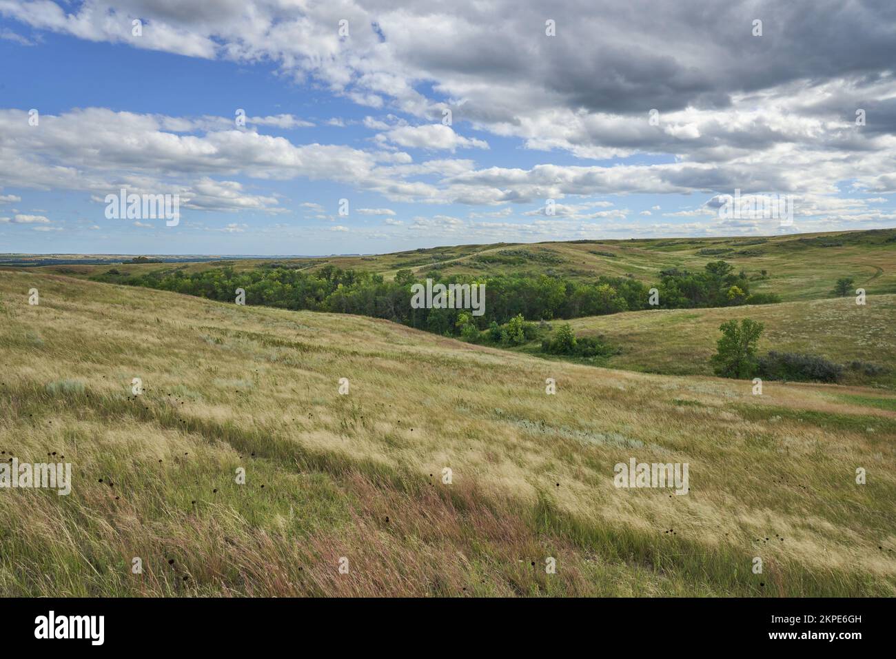 A scenic view of a field with long grass and green trees under the ...