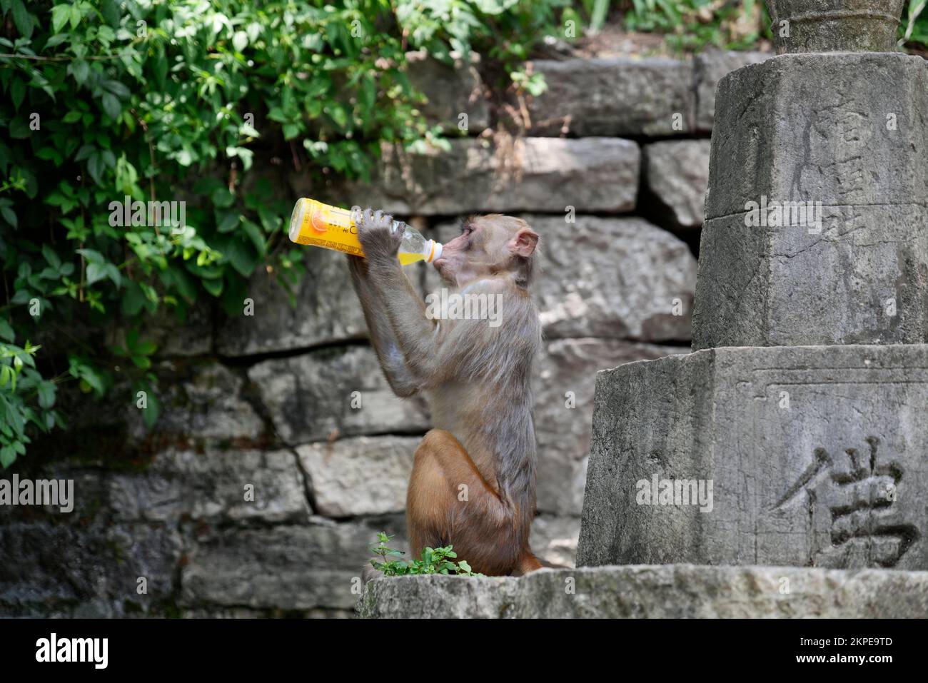 A monkey drinking beverage in a place of interest Stock Photo - Alamy