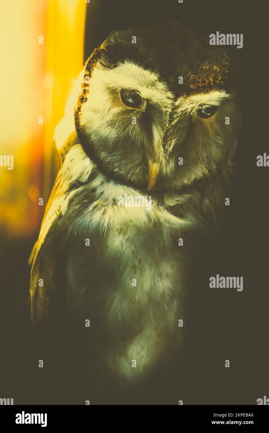 Dark artistic photo of a nocturnal owl waiting by a glowing house ...