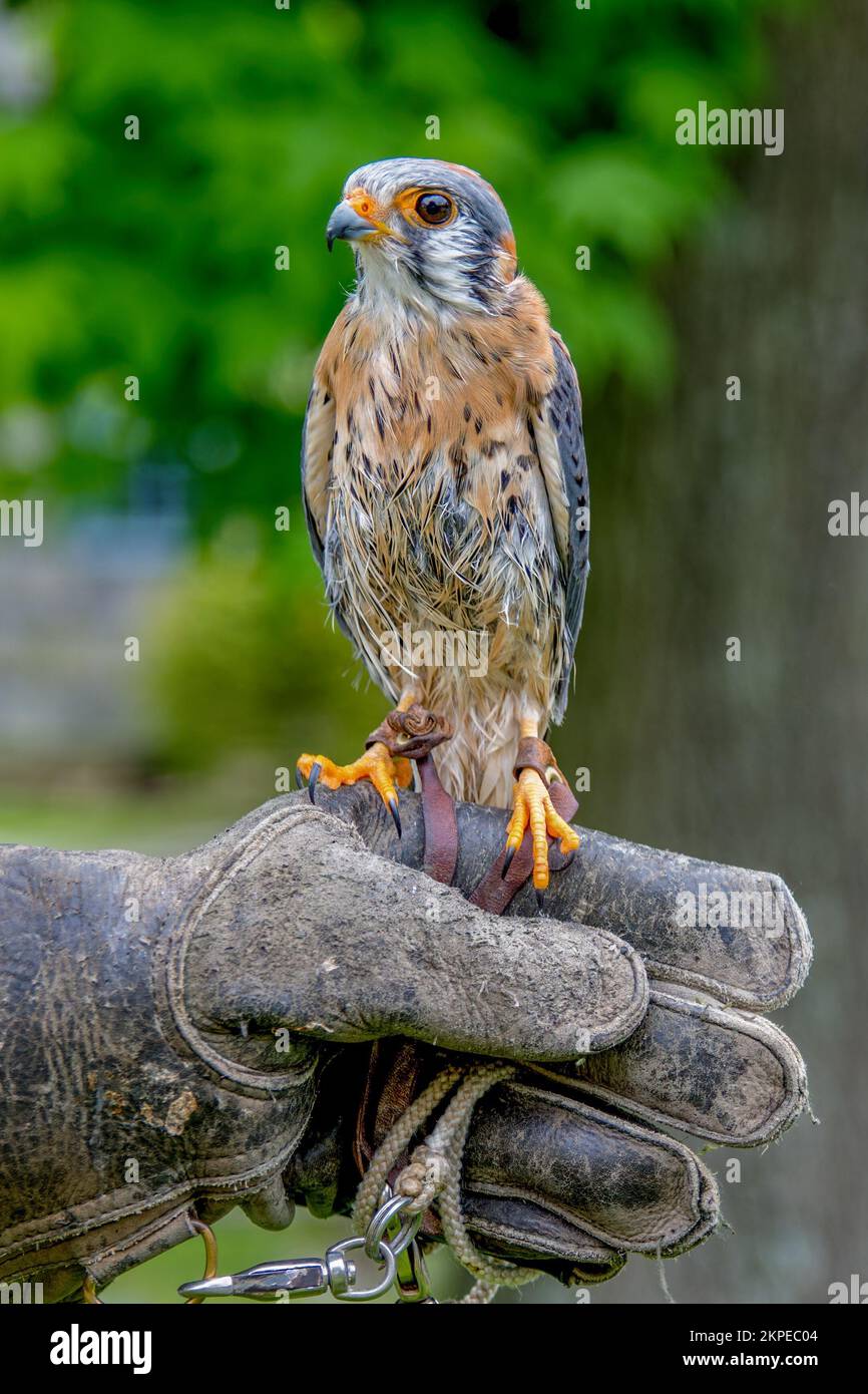 Jesses on kestrel hi-res stock photography and images - Alamy
