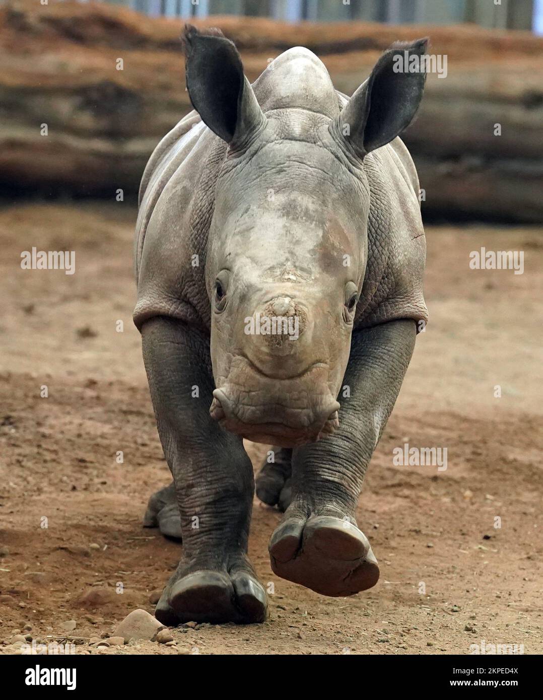 Morag the six week old Southern white rhino calf in her yard after she ...