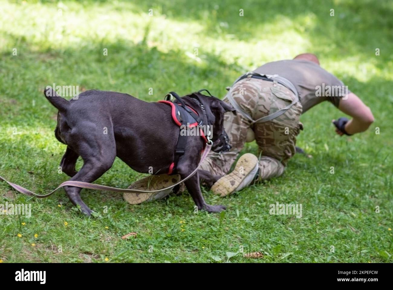 Cane Corso attacking dog handler during aggression training. High ...