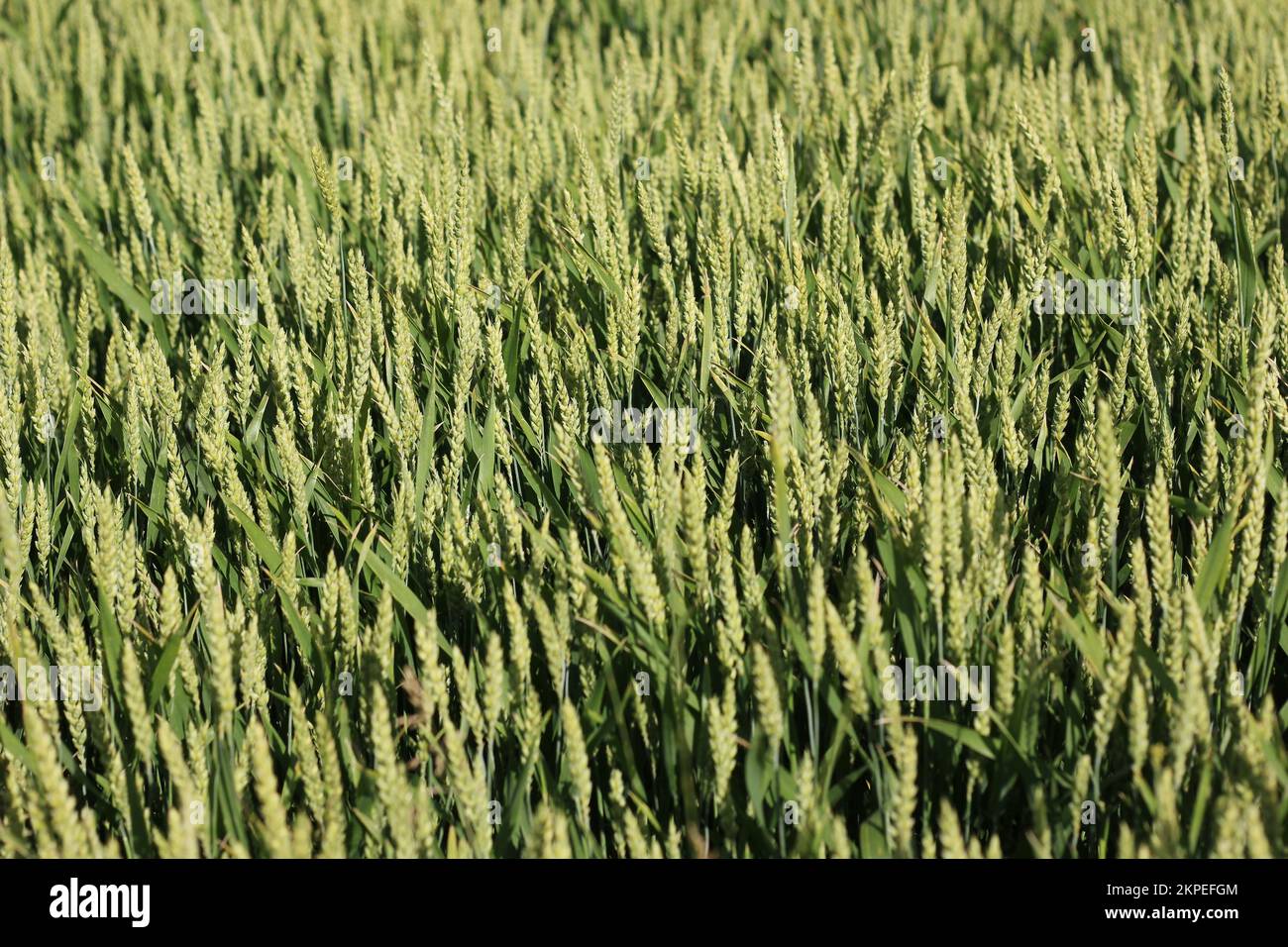Typical common farm fields full of wheat growing in the morning sun ...