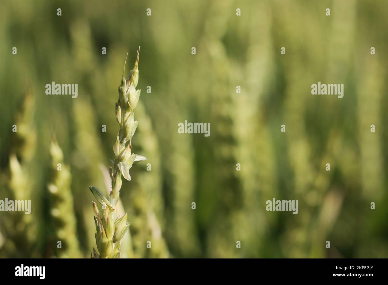 Typical common farm fields full of wheat growing in the morning sun ...