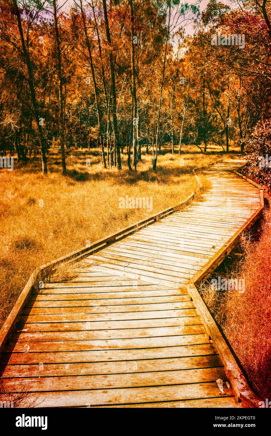 Boardwalk through swampy landscape hi-res stock photography and images ...