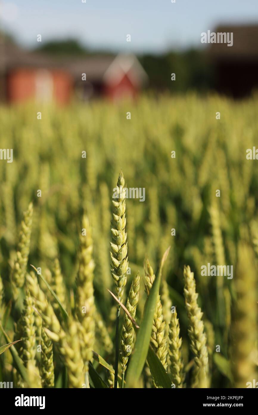 Typical common farm fields full of wheat growing in the morning sun ...
