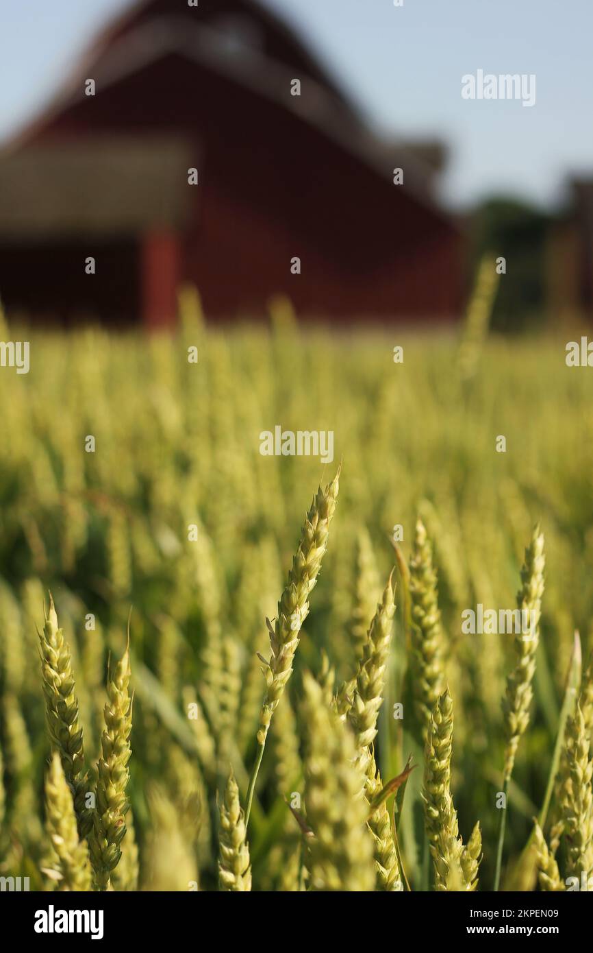 Typical common farm fields full of wheat growing in the morning sun ...