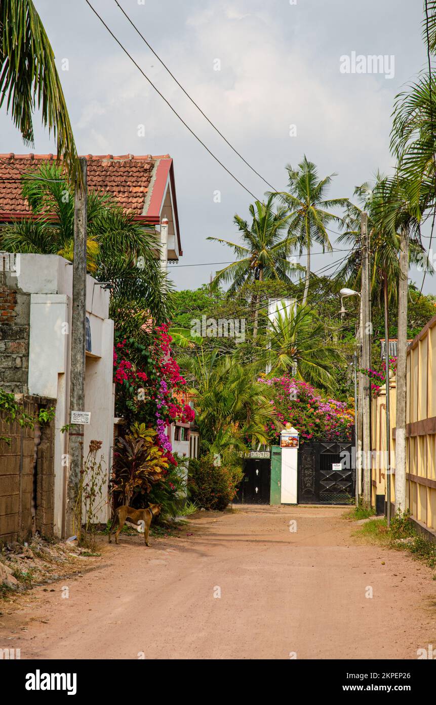 The street of Negombo, Western Sri Lanka Stock Photo - Alamy
