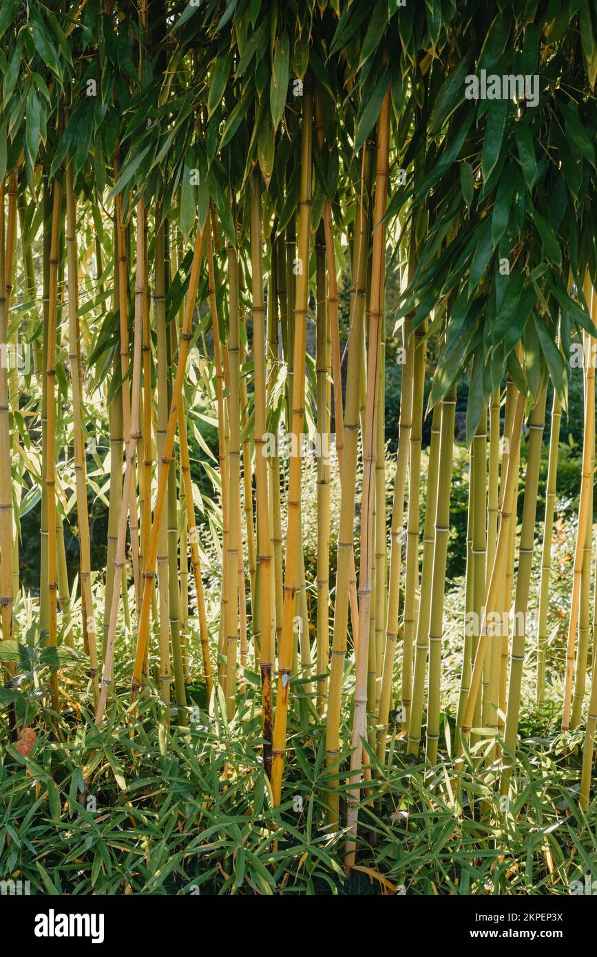 green bamboo tree in a garden Stock Photo - Alamy