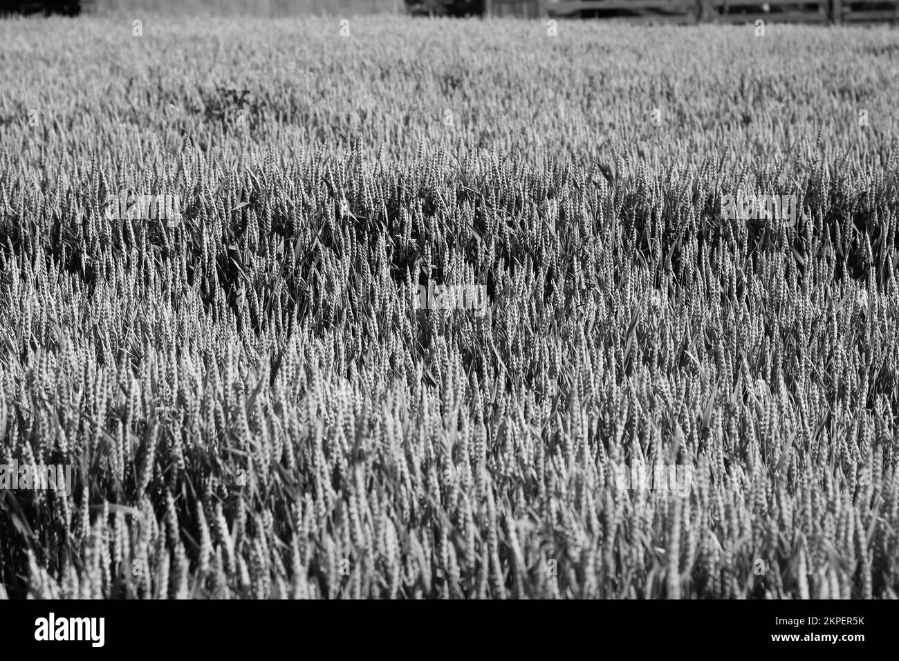 Typical common farm fields full of wheat growing in the morning sun in ...