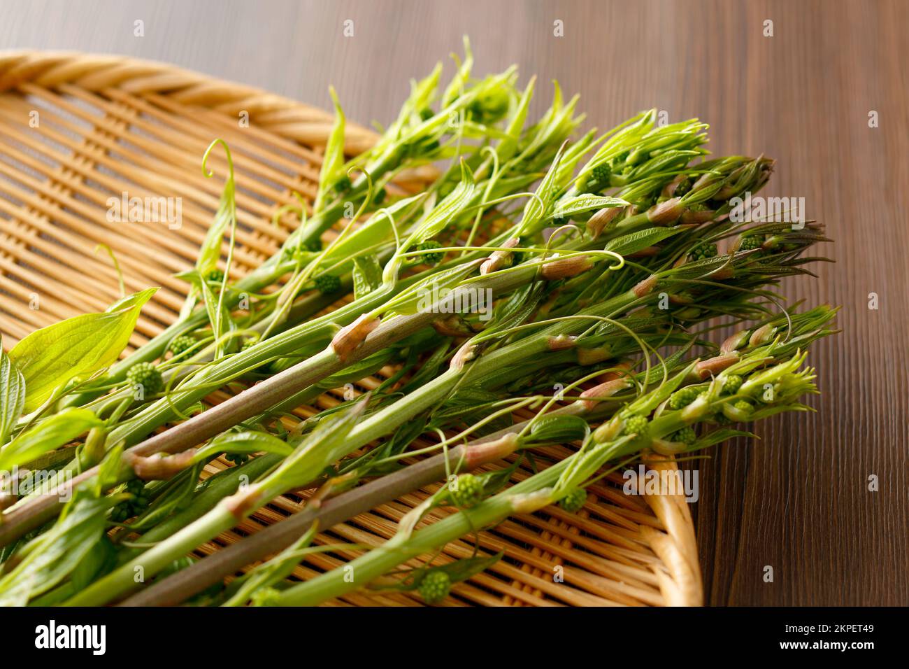 Greenbrier plant hi-res stock photography and images - Alamy