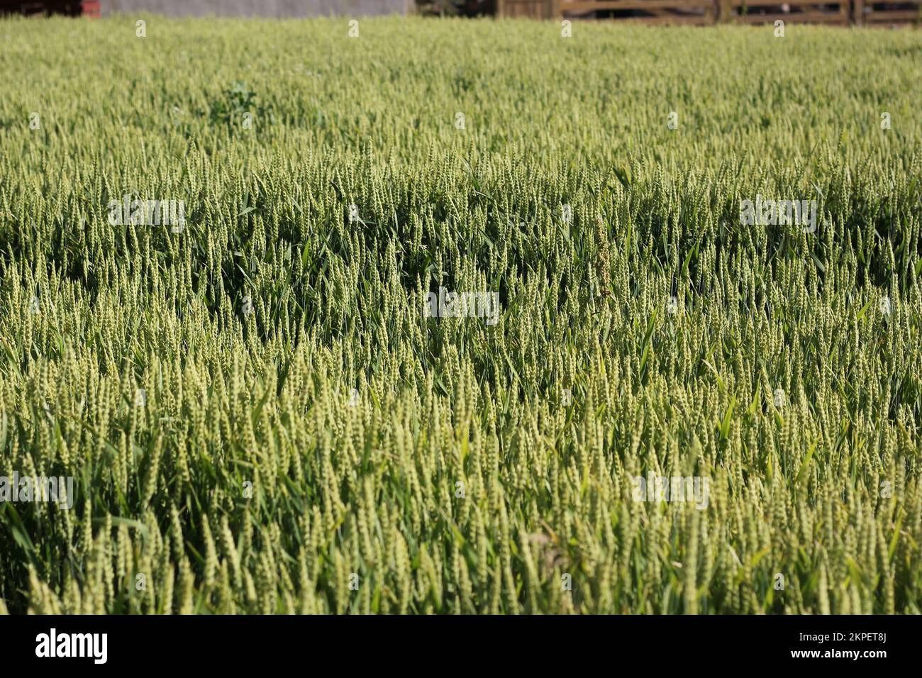 Typical common farm fields full of wheat growing in the morning sun ...