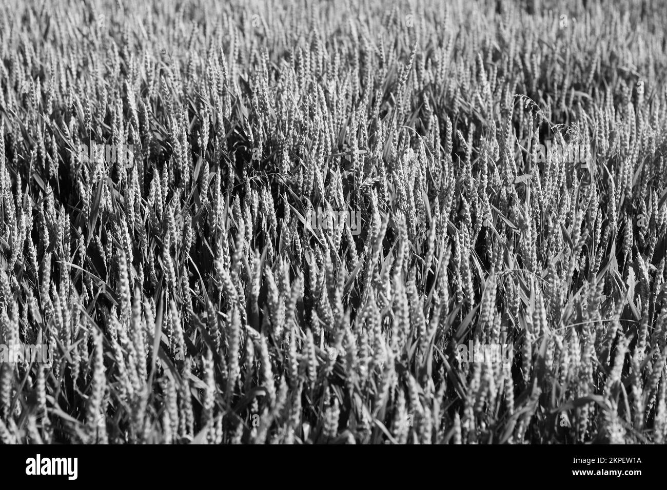 Typical common farm fields full of wheat growing in the morning sun in ...