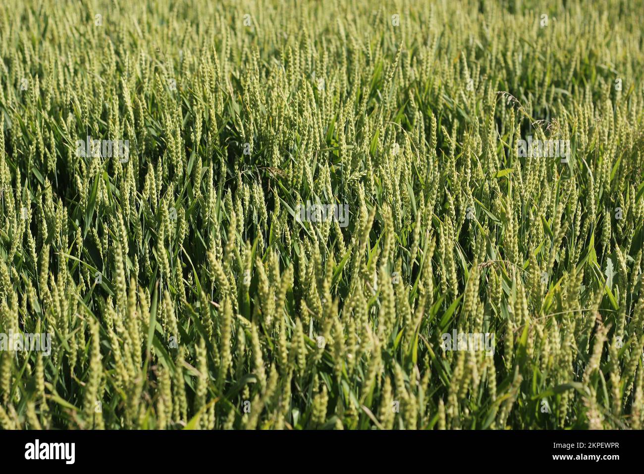 Typical common farm fields full of wheat growing in the morning sun ...