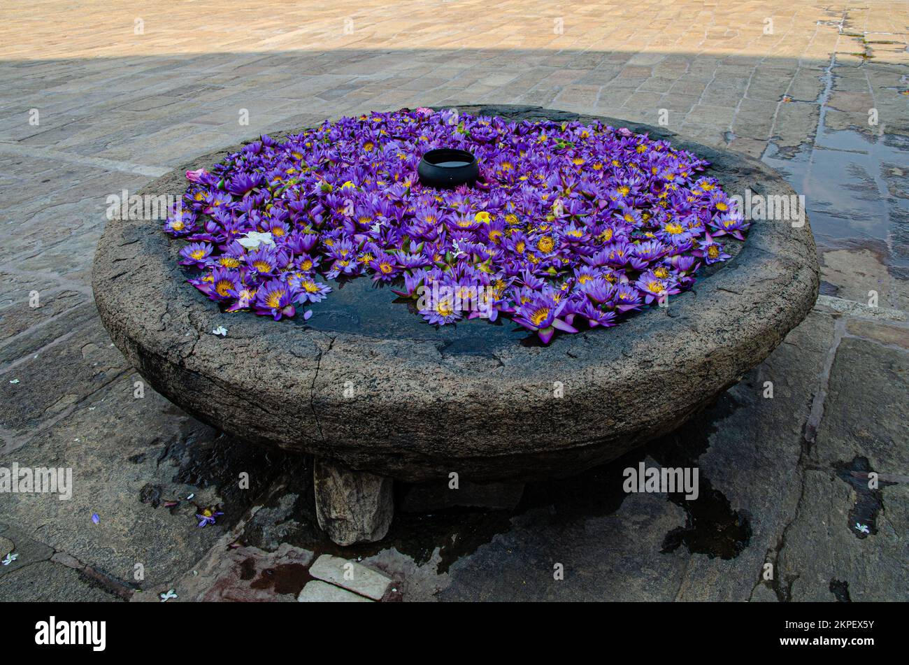 Srilanka flowers hi-res stock photography and images - Alamy