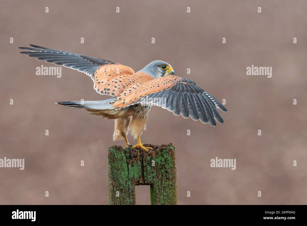 A closeup of a kestrel bird stretching its wings out perching on the ...