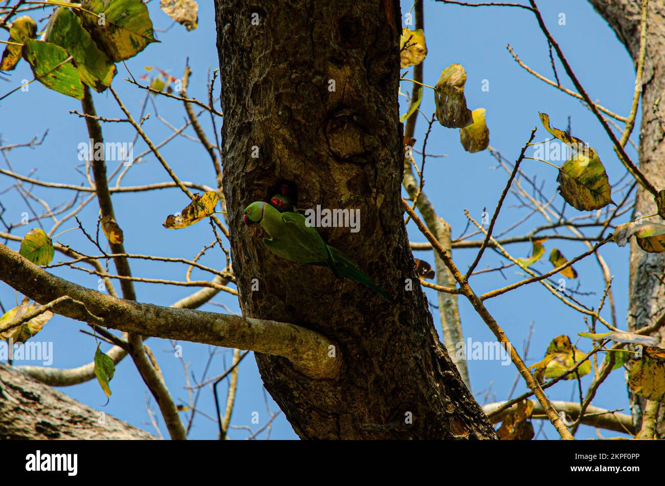 Parrots in the nest. In the Central Sri Lanka Stock Photo - Alamy