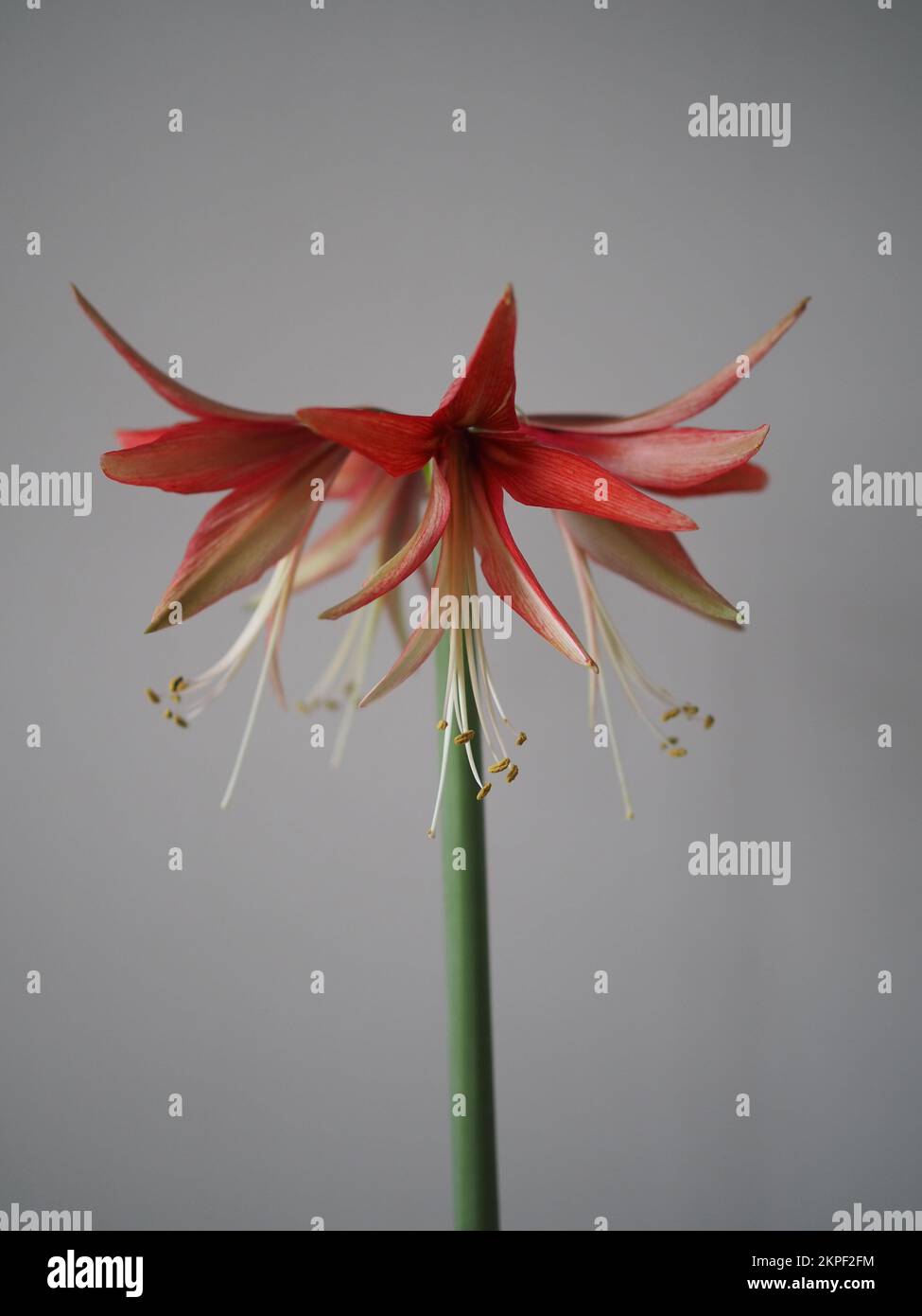 Hippeastrum sumatra hi-res stock photography and images - Alamy