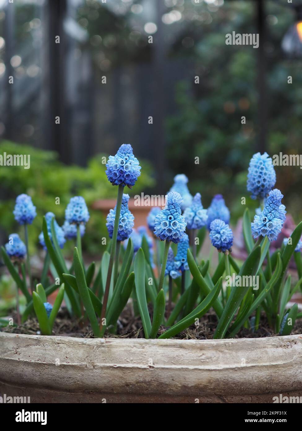 Close up of stripy blue Muscari azureum bulbs in flower in a rustic pot ...